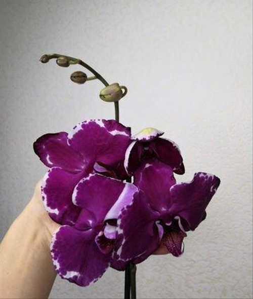 Орхидея фаленопсис Мальвина