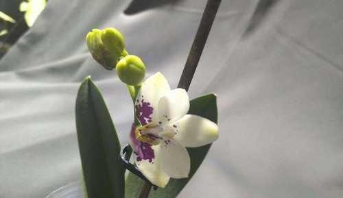Орхидея phal. sogo Chabstic