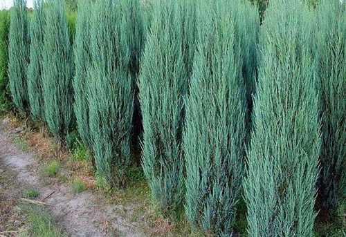 Juniperus scopulorum Blue Arrow 35-40см