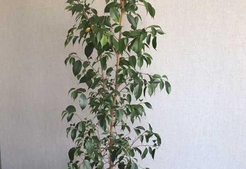 Комнатное растение Фикус бенджамина