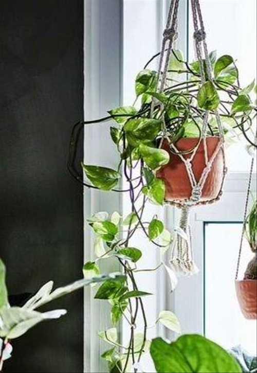Кашпо подвесное IKEA ботаниск botanisk