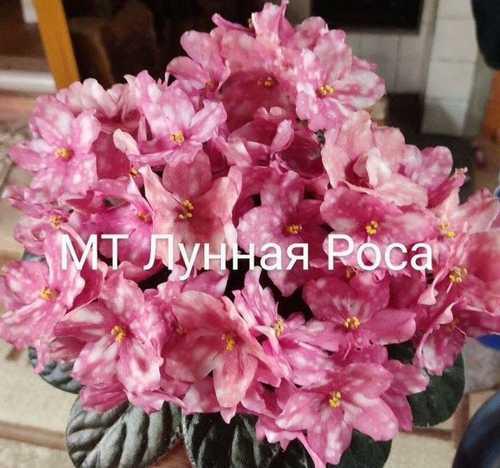 Детки сортовых фиалок
