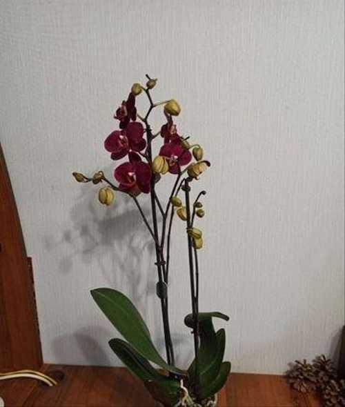 Орхидея фаленопсис Тунис- Ола, 2 ствола