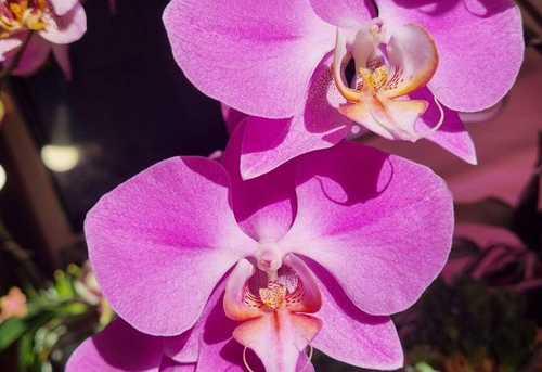 Орхидея фаленопсис Purple dust