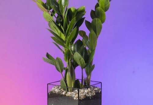 Флорариум кубик с растением замиокулькас