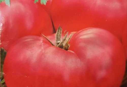 Рассада помидор Малиновая кубышка, Ранний 83