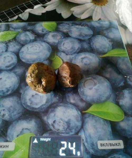 Прополис