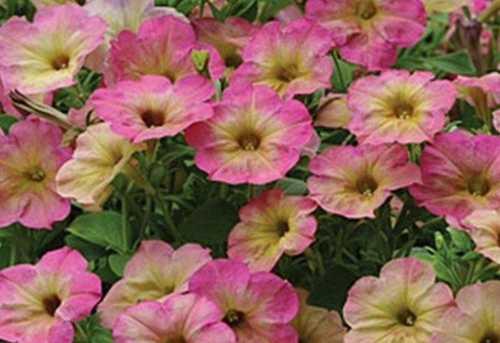 Петуния кустовая многоцветковпя Debonair Rose