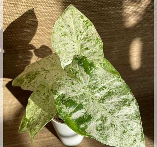 Alocasia Odora Batik var