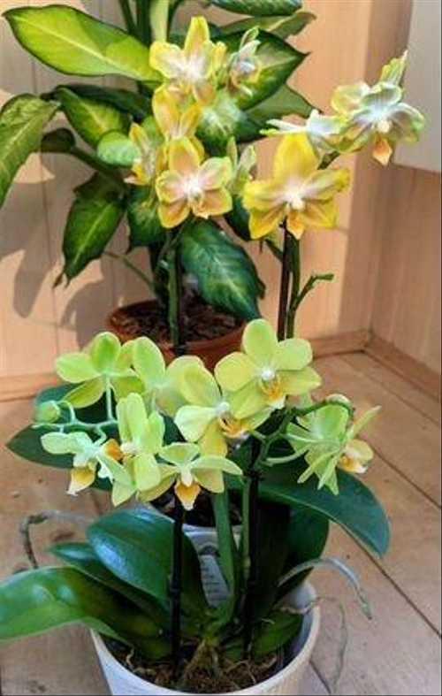 Орхидея фаленопсис желтая