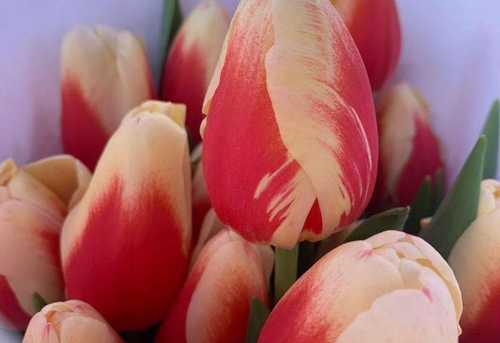 Тюльпаны к 8 марта оптом и в розницу
