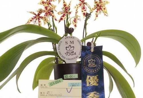 Орхидея Jaguar Knight (Clone) toga-Trophy Award