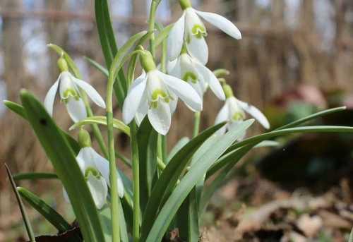 Подснежники галантус