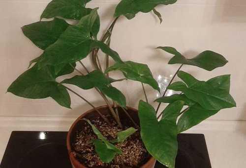 Сингониум ножколистный (Syngonium podophyllum)