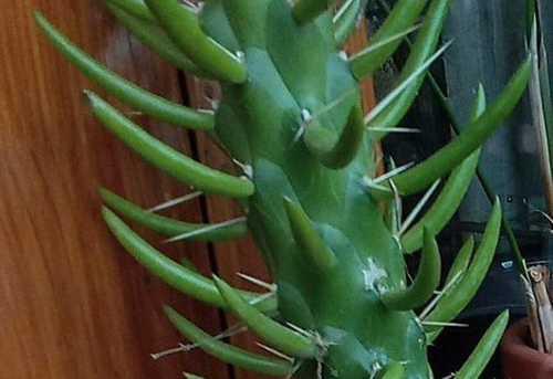 Аустроцилиндропунция шиловидная – кактус