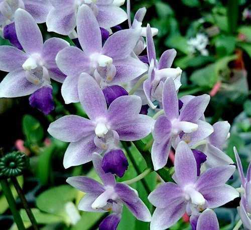 Цветет. Орхидея фаленопсис summer rose blue star