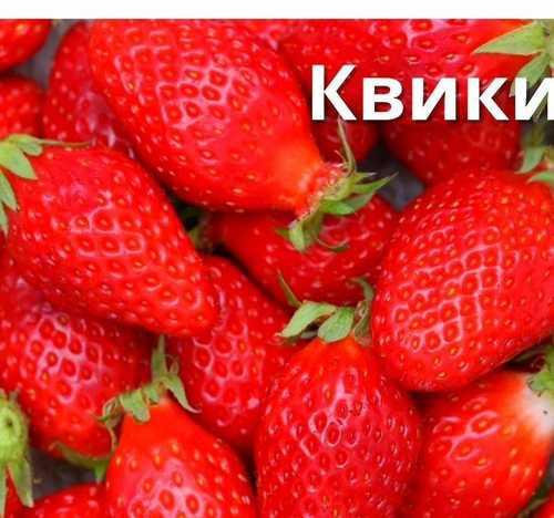 Рассада клубники Квики