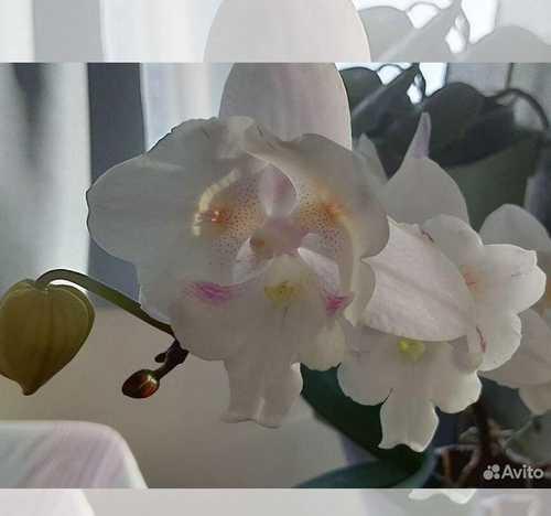 Орхидея Popkorn бабочка биг лип
