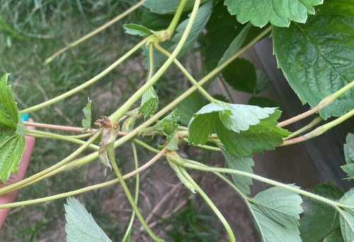 Рассада клубники