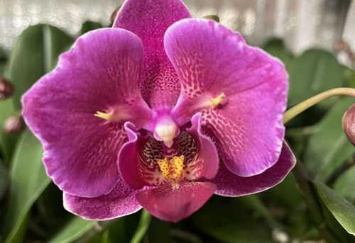 Цветущая Орхидея Ching Ann Diamond peloric