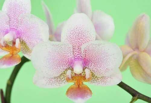 Орхидея Phal. YH05290