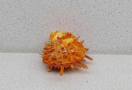 Спондилус Барбатус 6,9 морская ракушка раковина