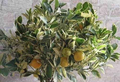 Лимон саженцы сорт вариегата