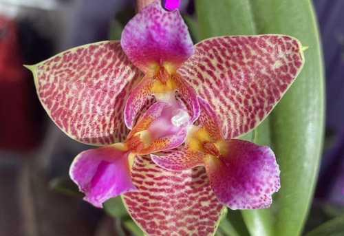 Орхидея фаленопсис Сказка Joy FairyTale цветет