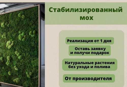 Стабилизированный мох и растения