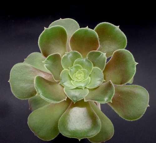 Суккуленты. Aeonium velour - Эониум Велюр