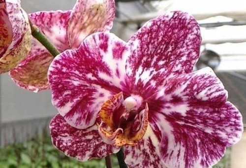Орхидея фаленопсис Шоколад