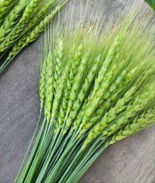 Колосья пшеницы для декора и интерьера