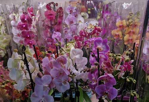 Орхидеи в Калуге