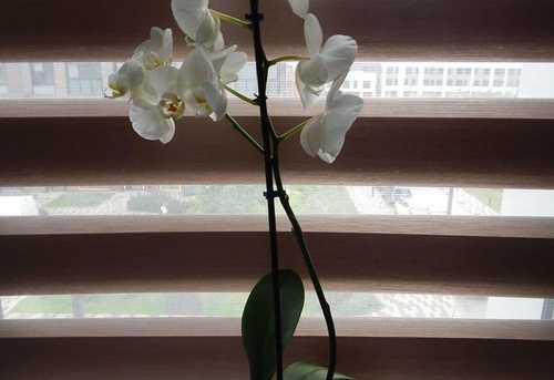 Орхидея фаленопсис белая стандарт, цветок 8-9см