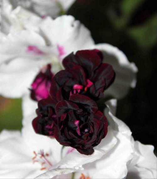 Пеларгония Royal Black Rose черенок укорененный