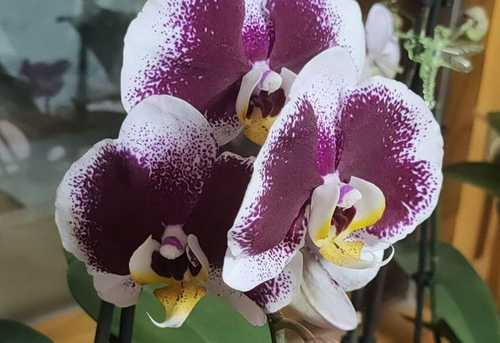 Орхидея фаленопсис Reyoung Splash. Домашняя
