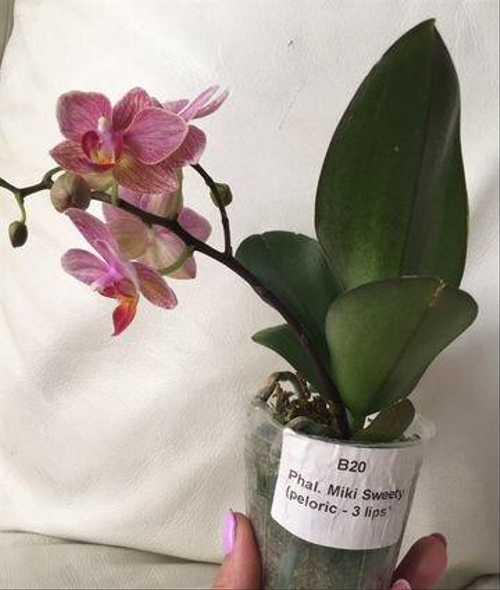 Орхидея фаленопсис Miki sweety