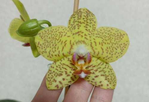 Орхидея фаленопсис жёлтый в крапинку
