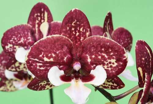 Орхидея Phal. JC64