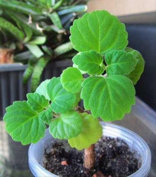 Плектрантус каудексный (Plectranthus ernstii)