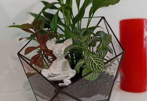 Флорариум с тропическими растениями