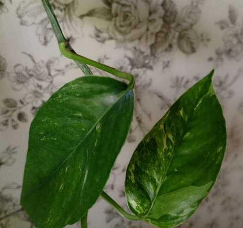 Epipremnum pinnatum "White variegated"