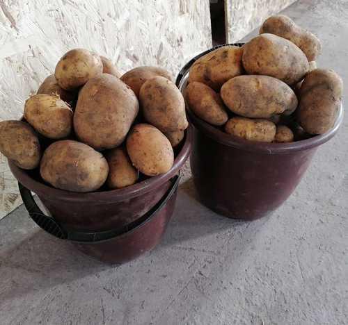 Картофель