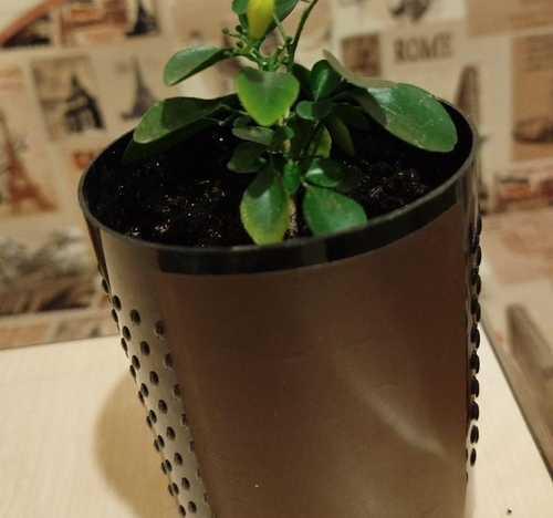 Мурайя цветущая