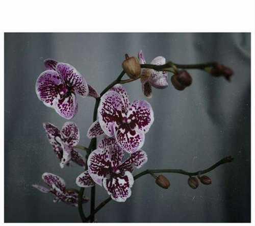 Цветущая азиатская орхидея биглип Lioulin lovely