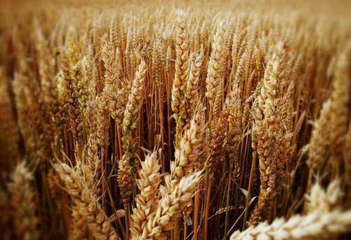 Семена озимой пшеницы мягкой