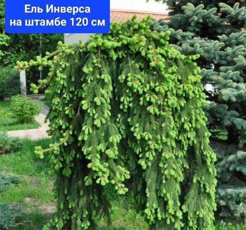 Ель Инверса на штамбе