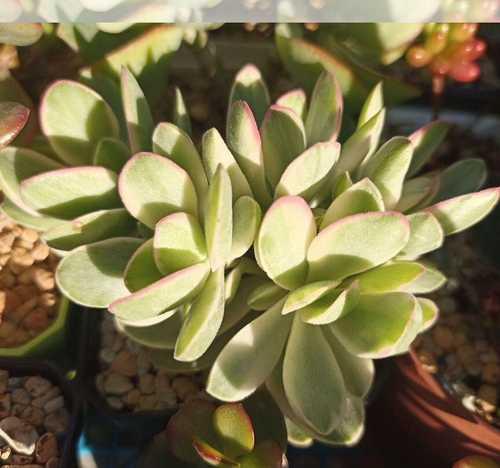 Crassula Money Maker variegata Крассула толстянка