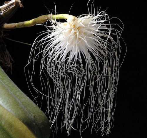 Bulb medusae