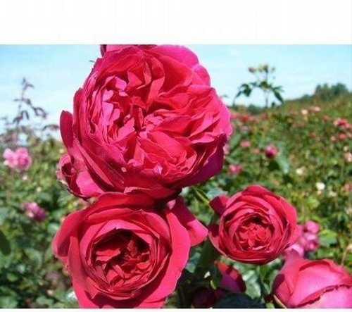 Роза плетистая крупноцветковая Эрик Таберли
